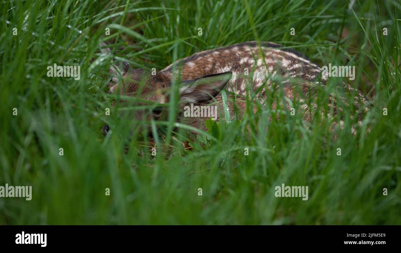 Baby red deer hiding on long grass in summer nature Stock Photo - Alamy