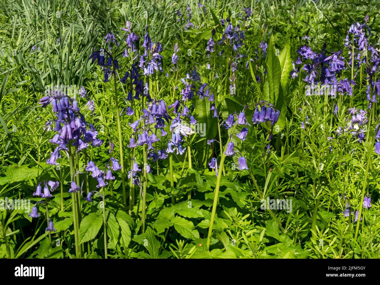 Close up of English wild bluebells wild flower flowers flowering ...