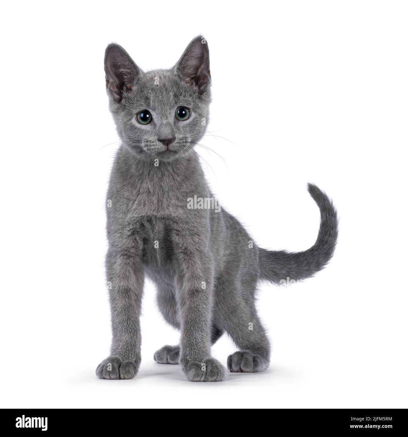 Russian blue cat green eyes hi-res stock photography and images - Alamy