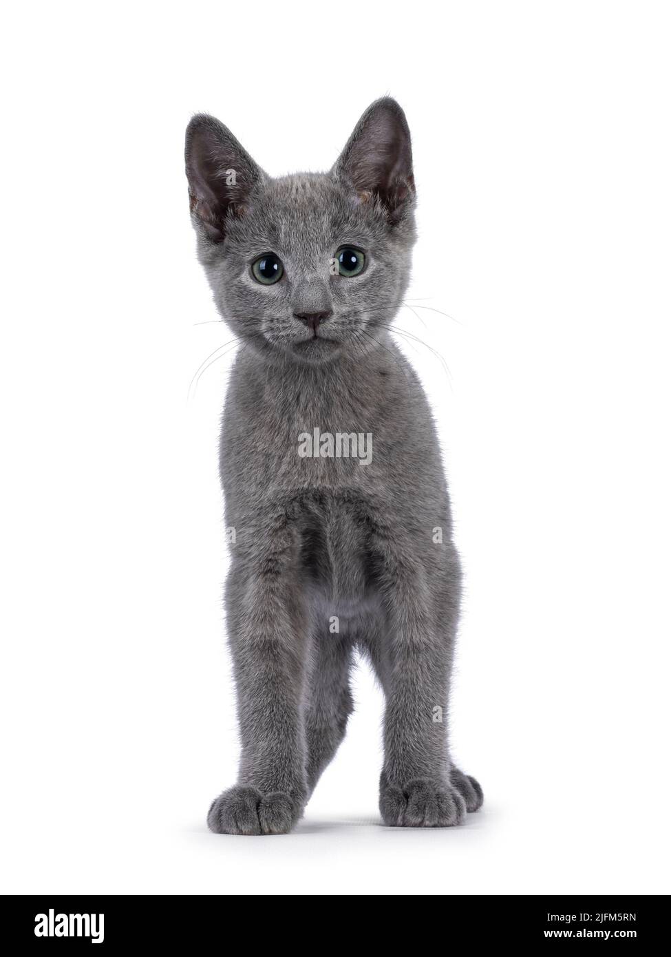 Adorable Russian Blue cat kitten, standing facing front. Looking ...