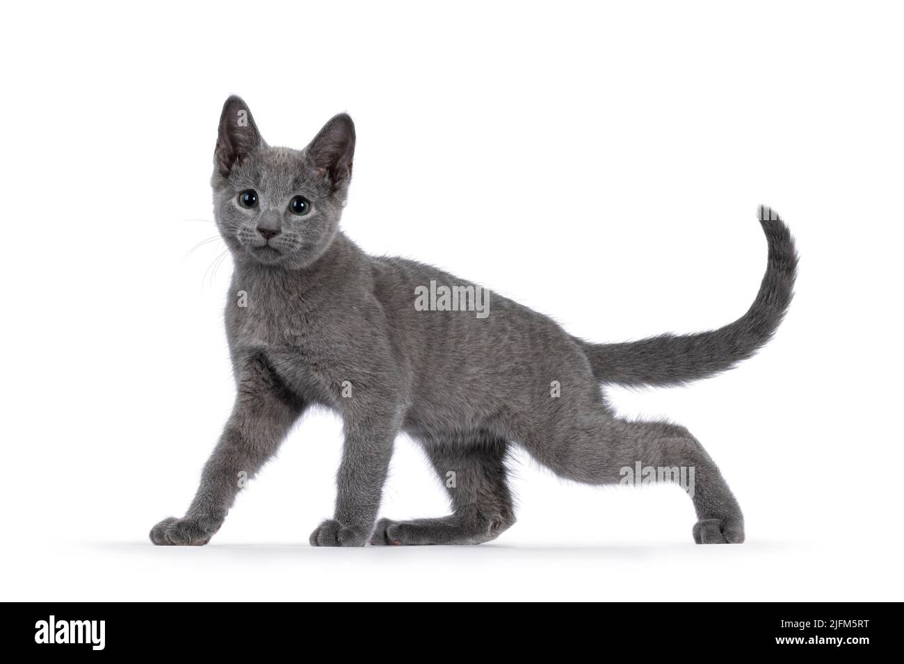 Adorable Russian Blue cat kitten, standing side ways. Looking at camera ...