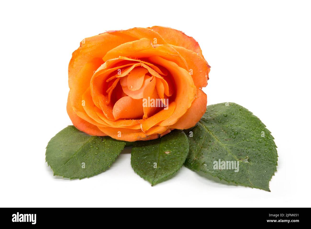 Beautiful Orange rose isolated on white background Stock Photo - Alamy