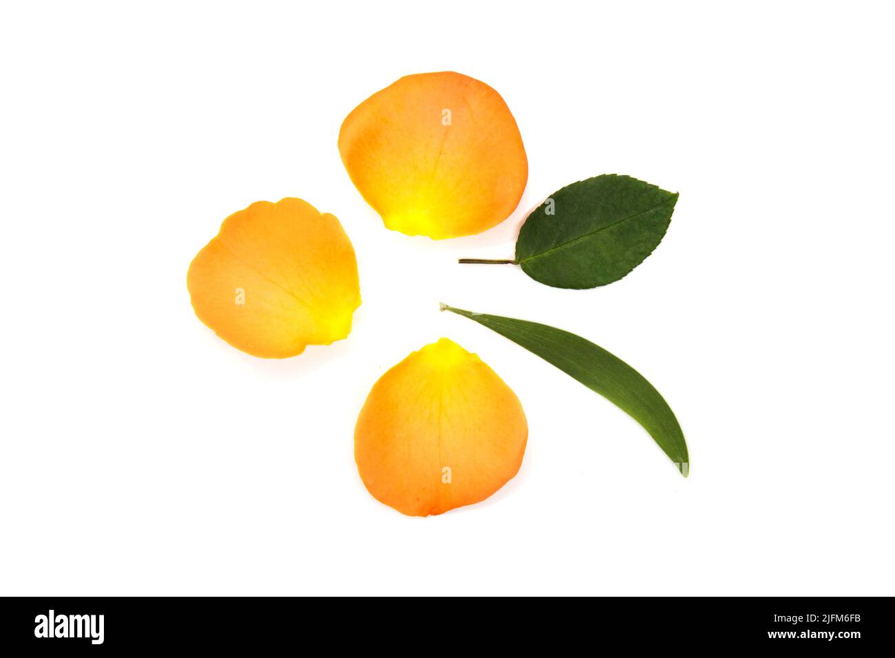 Summer background shadows leaf Cut Out Stock Images & Pictures - Alamy