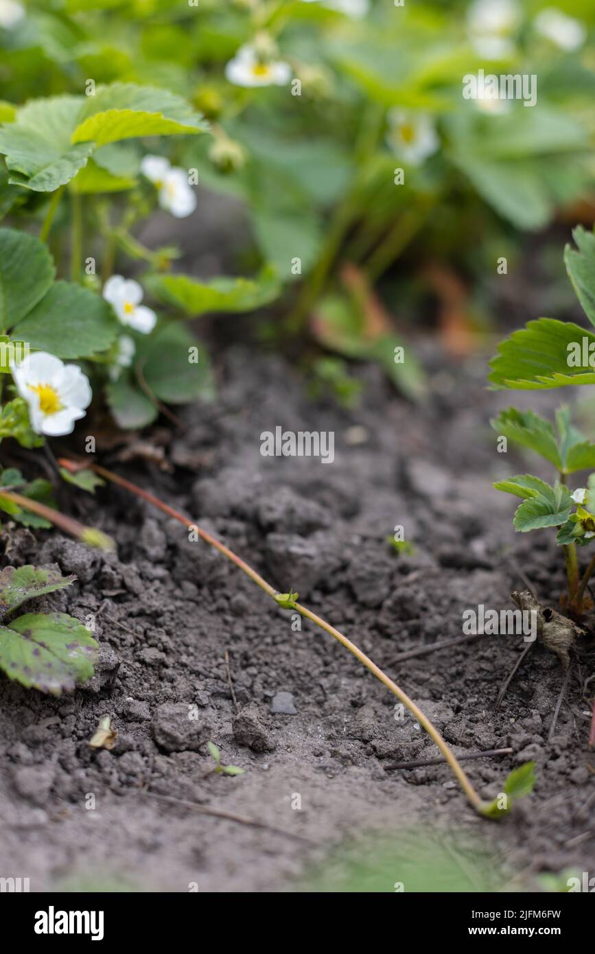 Sprout of strawberry plant. Cutting sprouts of strawberry plant ...