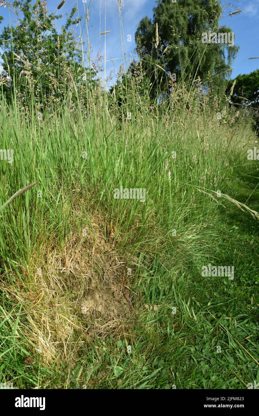 Yellow Meadow Ant - Lasius flavus nest mound Stock Photo - Alamy