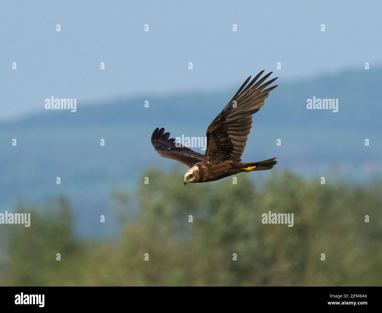Female Marsh Harrier Stock Photo - Alamy