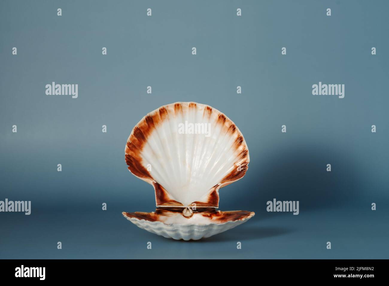 white and yellow scallop seashell on blue background. Minimalistic ...