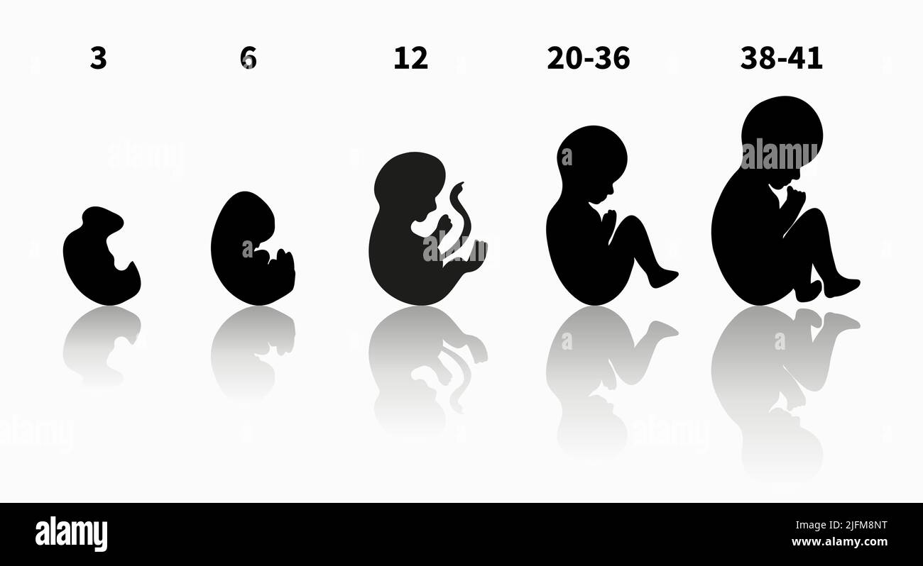 Fetus evolution hi-res stock photography and images - Alamy