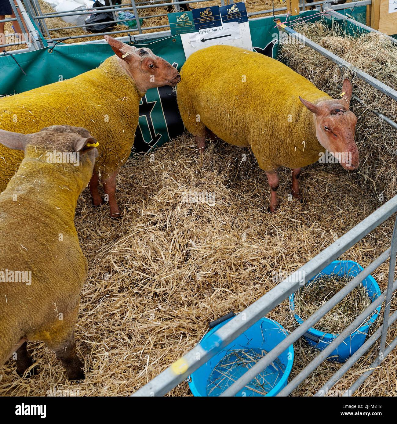 Sheep tent hi-res stock photography and images - Alamy