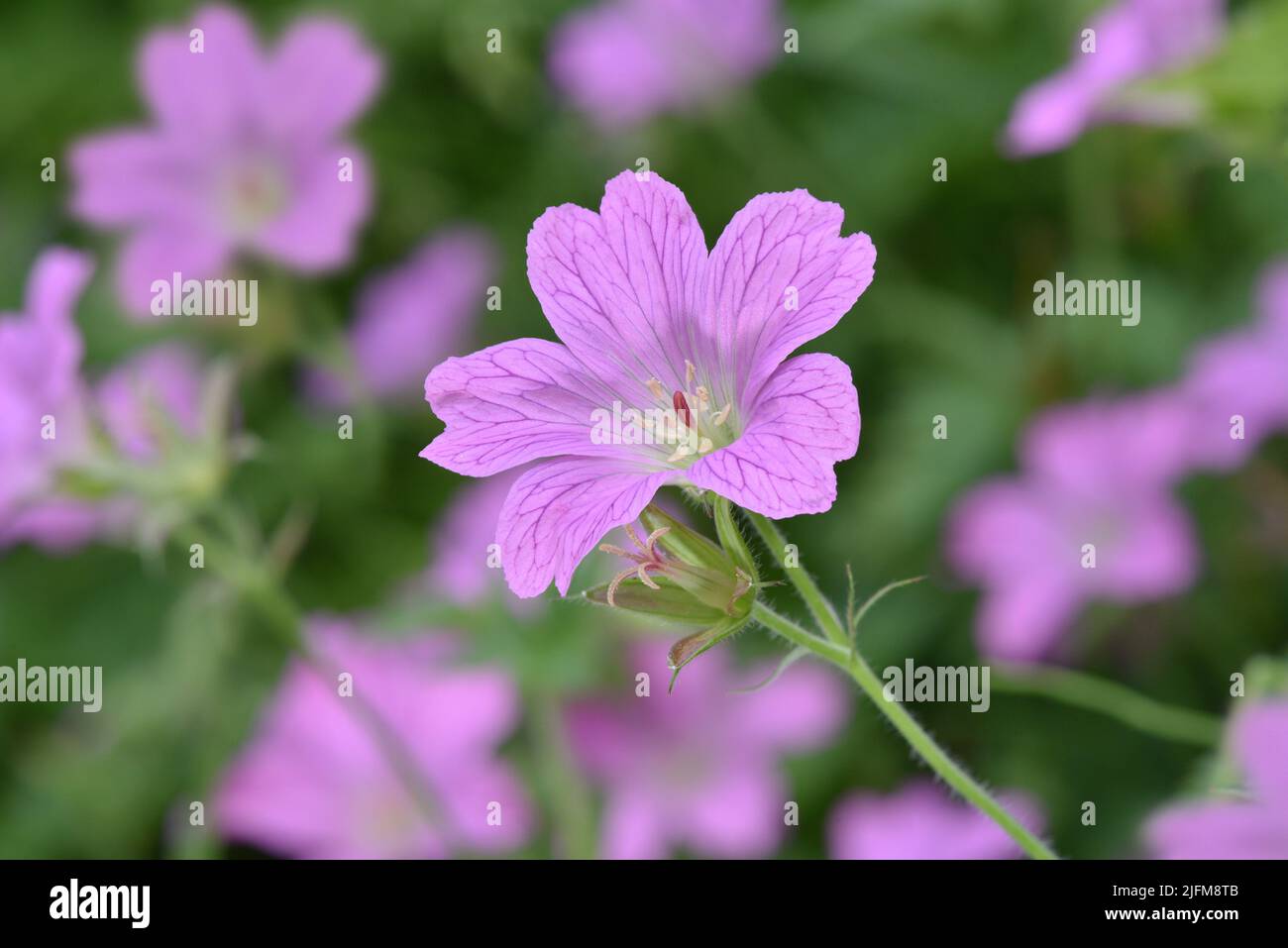 French Crane's-bill - Geranium endressii Stock Photo - Alamy