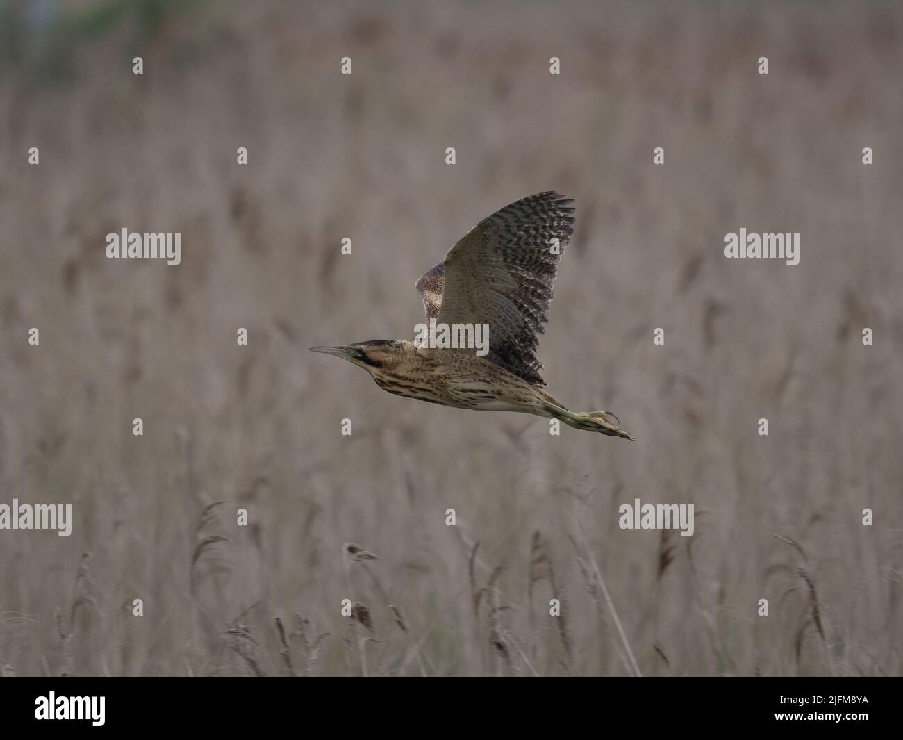 Bittern bird flying hi-res stock photography and images - Alamy