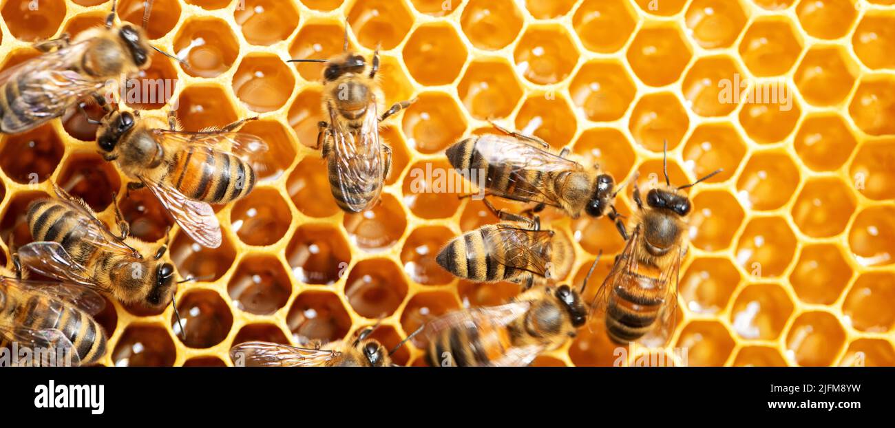 Busy bees kids hi-res stock photography and images - Alamy