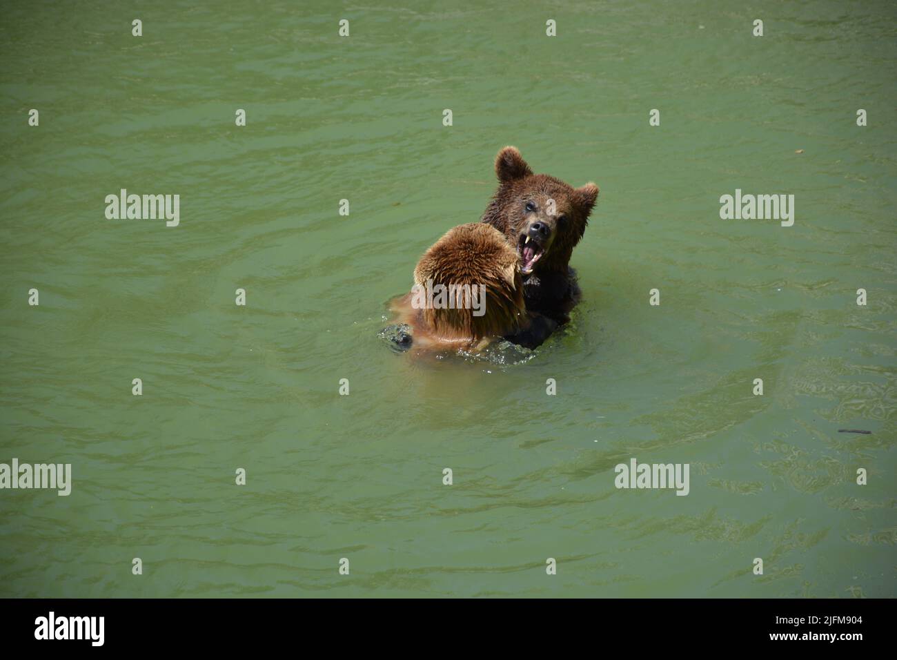 A shot of grey bears in the zoo park beauval, France Stock Photo - Alamy