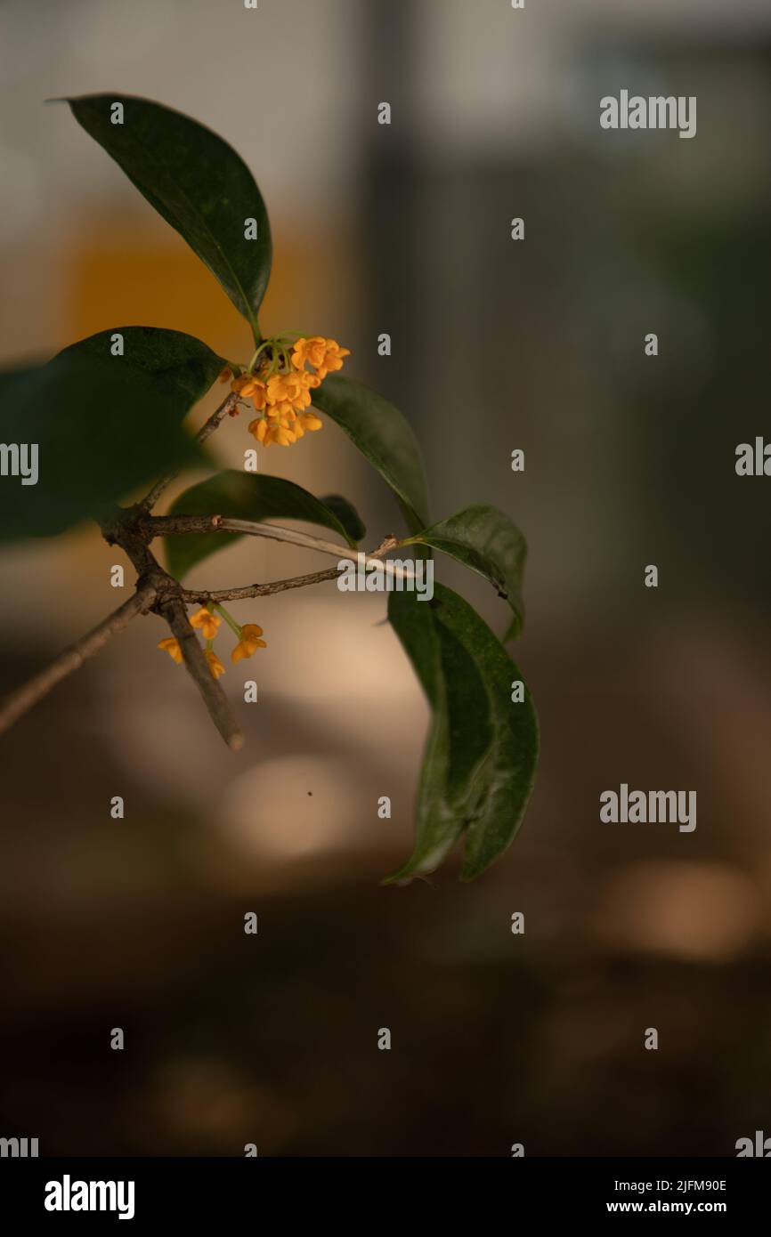 A vertical selective focus shot of yellow Osmanthus fragrans var ...