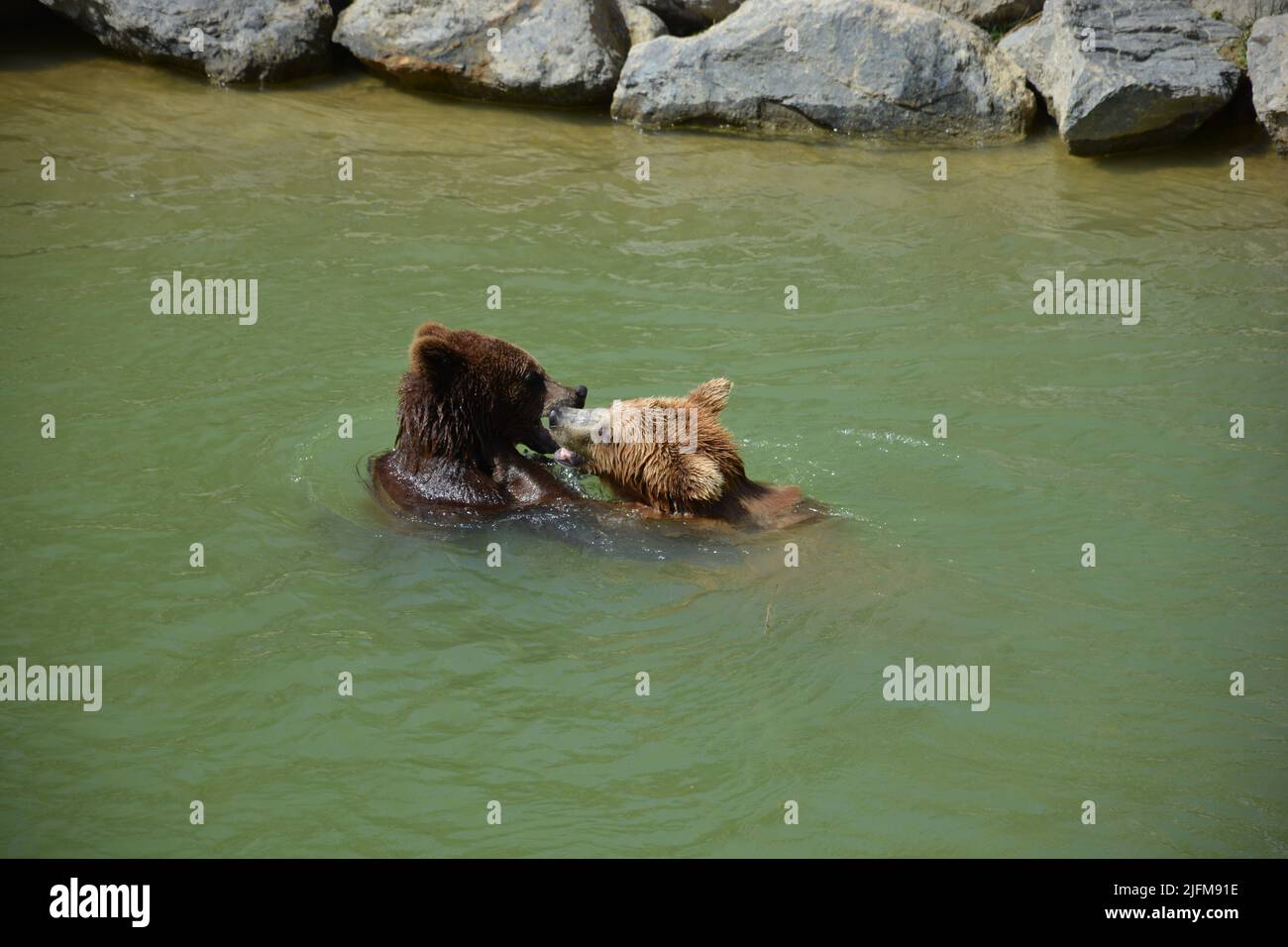 A shot of grey bears in the zoo park beauval, France Stock Photo - Alamy