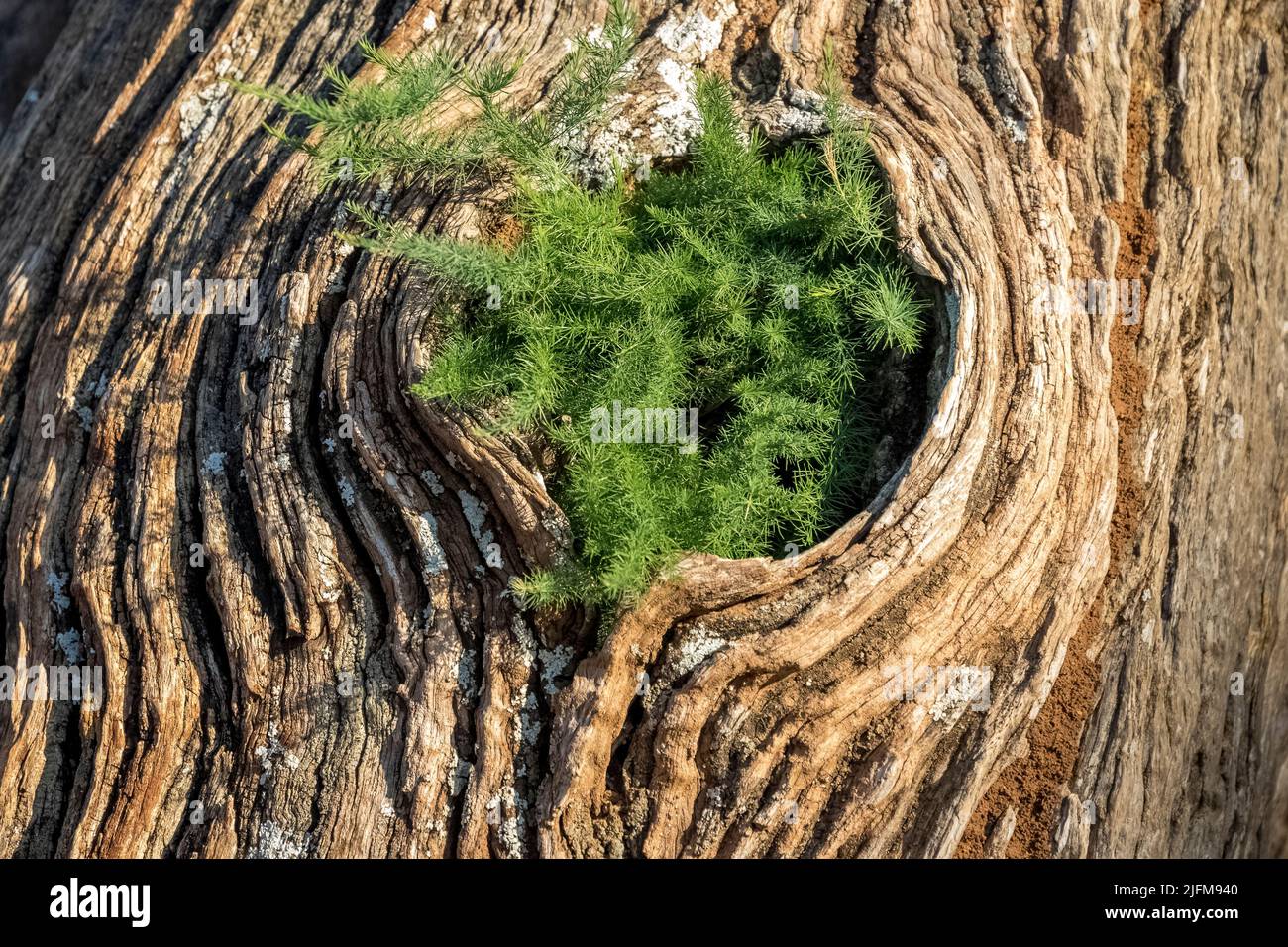Leadwood tree hi-res stock photography and images - Alamy
