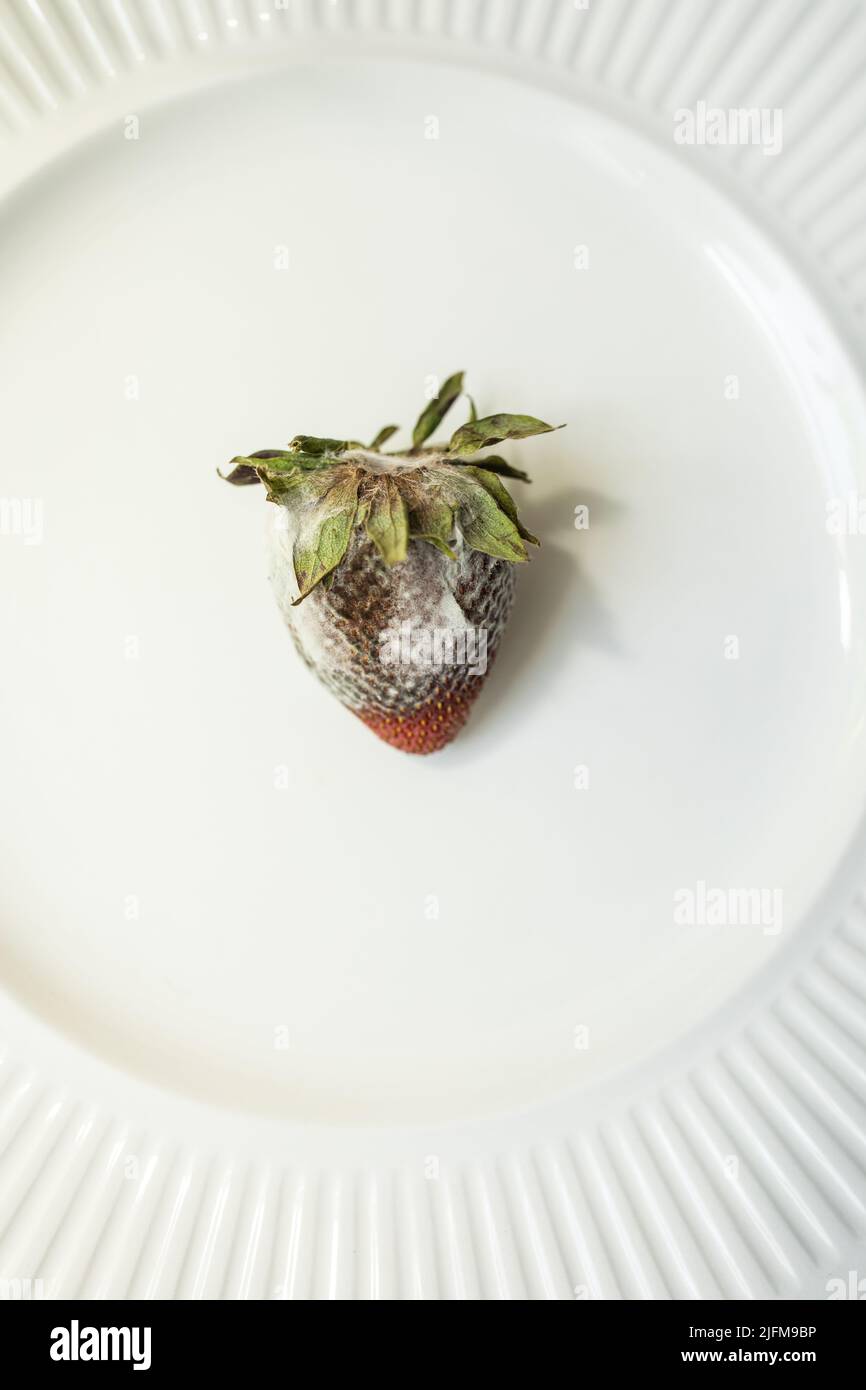 single moldy strawberry in the center of the white dish Stock Photo - Alamy