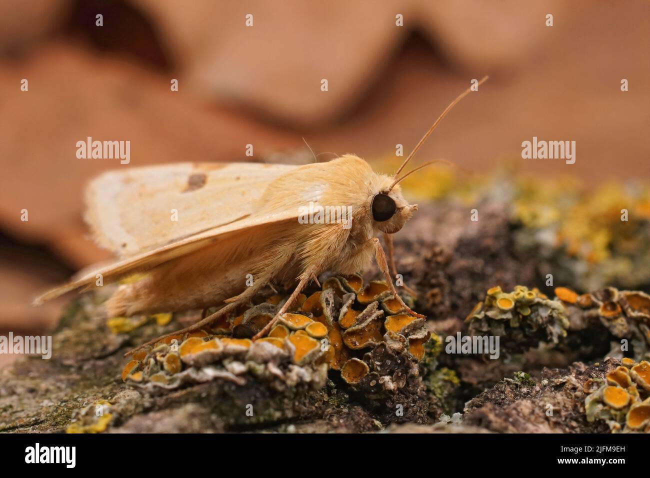 Closeup on the yellow colored Bordered strawmoth, Heliothis peltigera ...