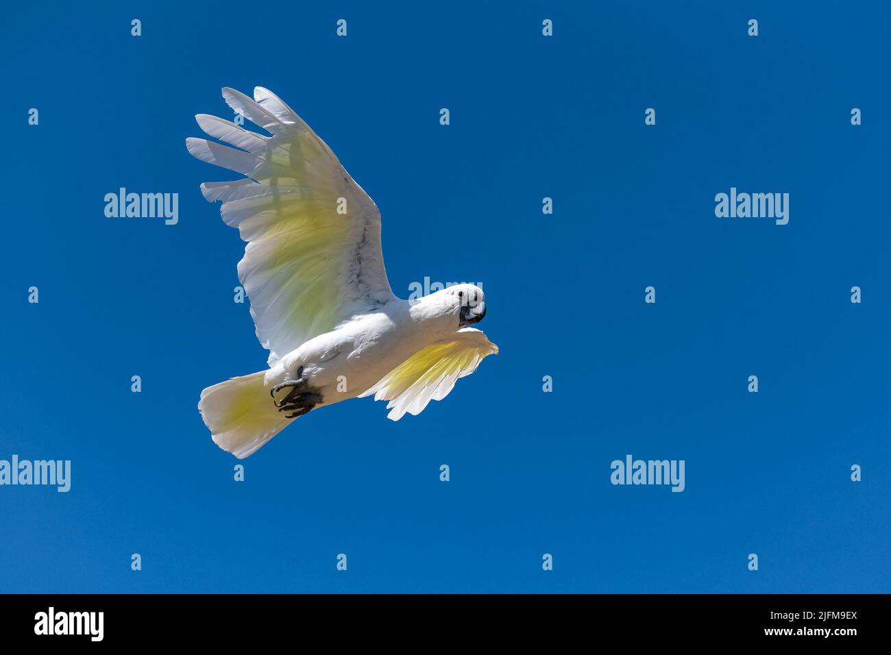 Golden Parakeet, Guaruba guarouba, beautiful yellow bird flying Stock ...