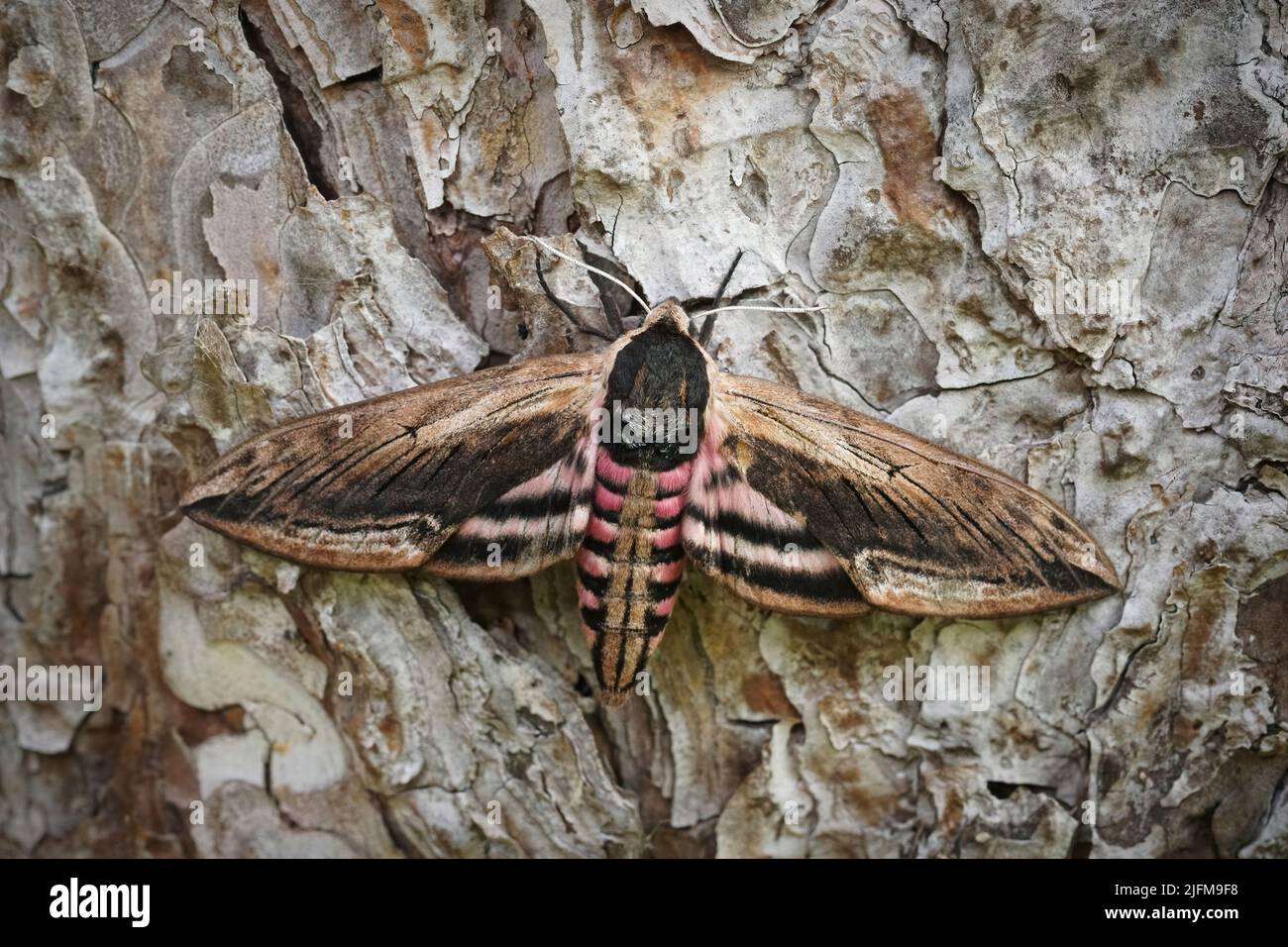 Closeup on the large Privet hawk-moth ,Sphinx pinastri sitting with ...