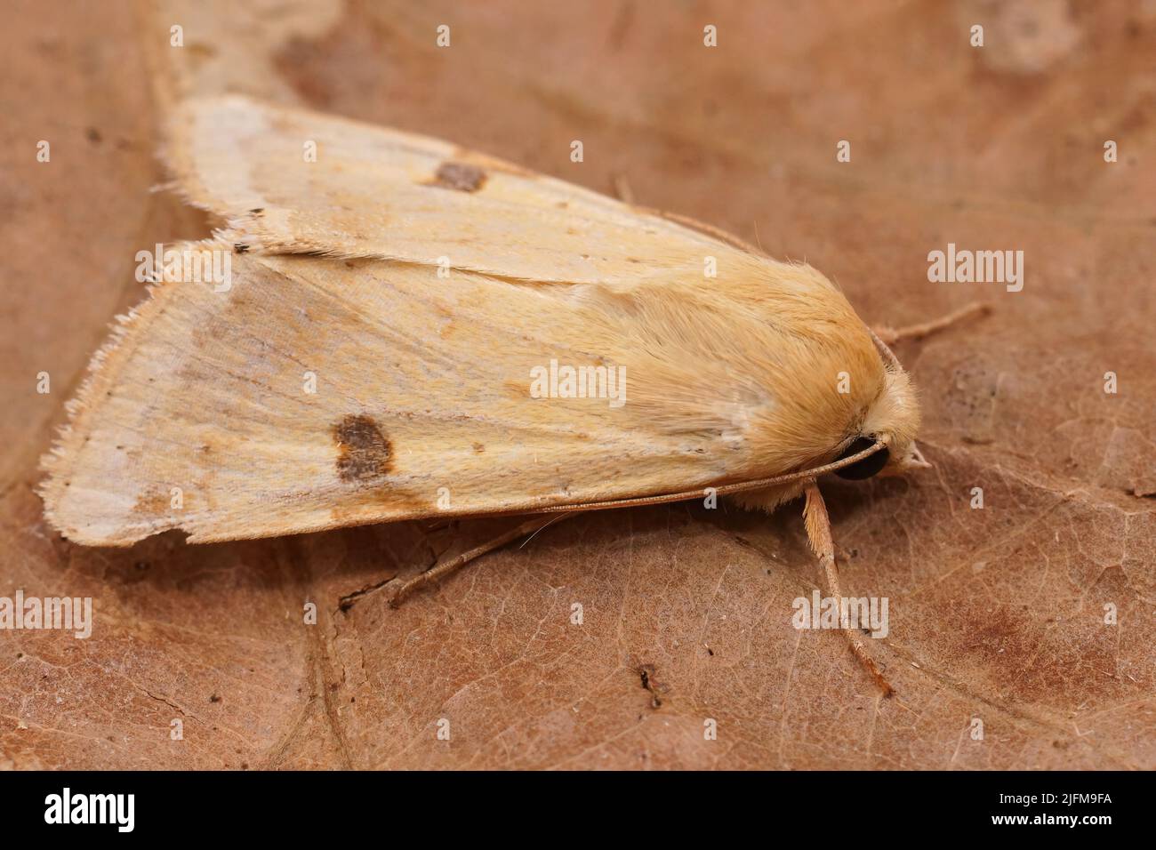 Strawmoth hi-res stock photography and images - Alamy
