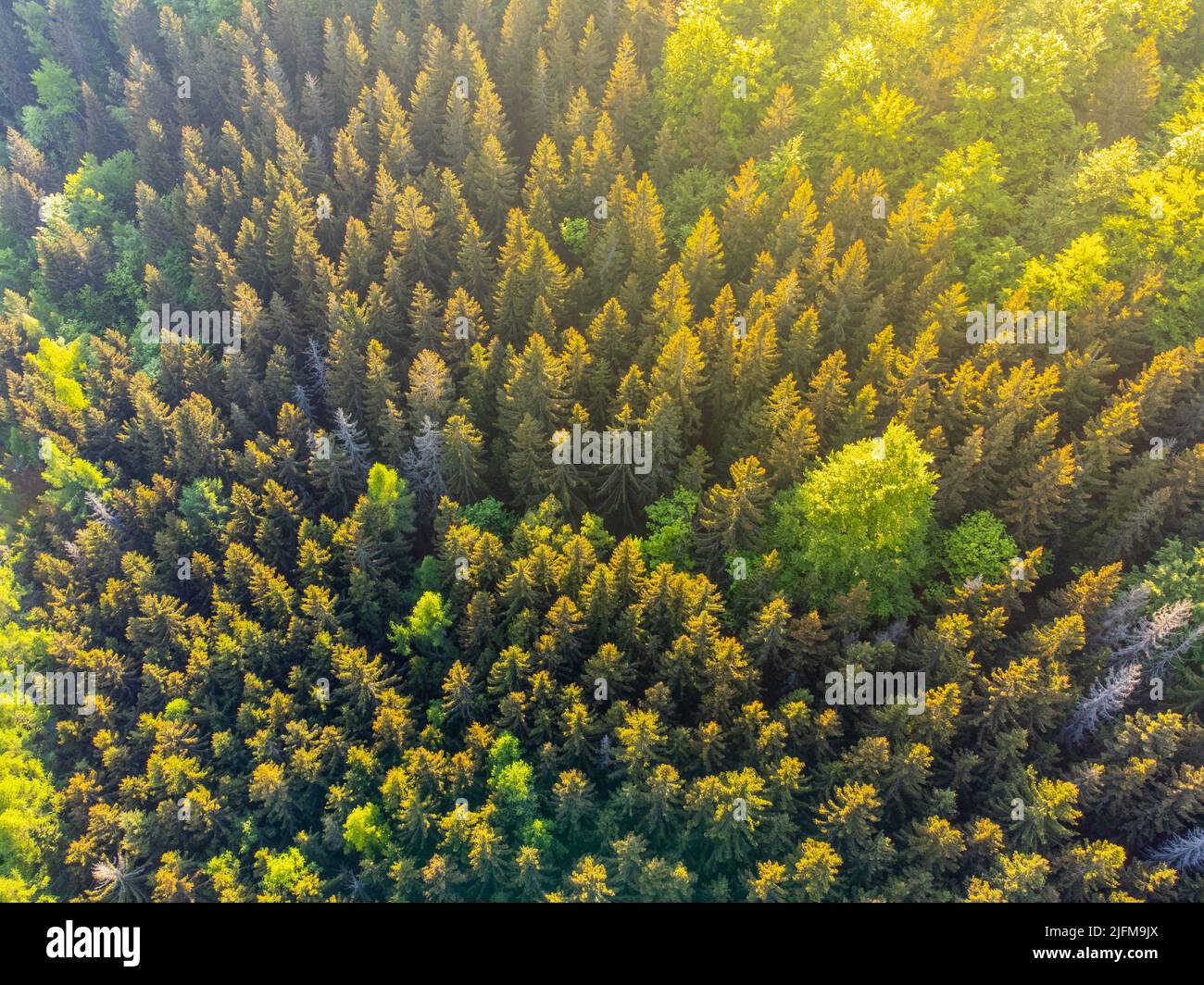 Lush fir forest aerial hi-res stock photography and images - Alamy