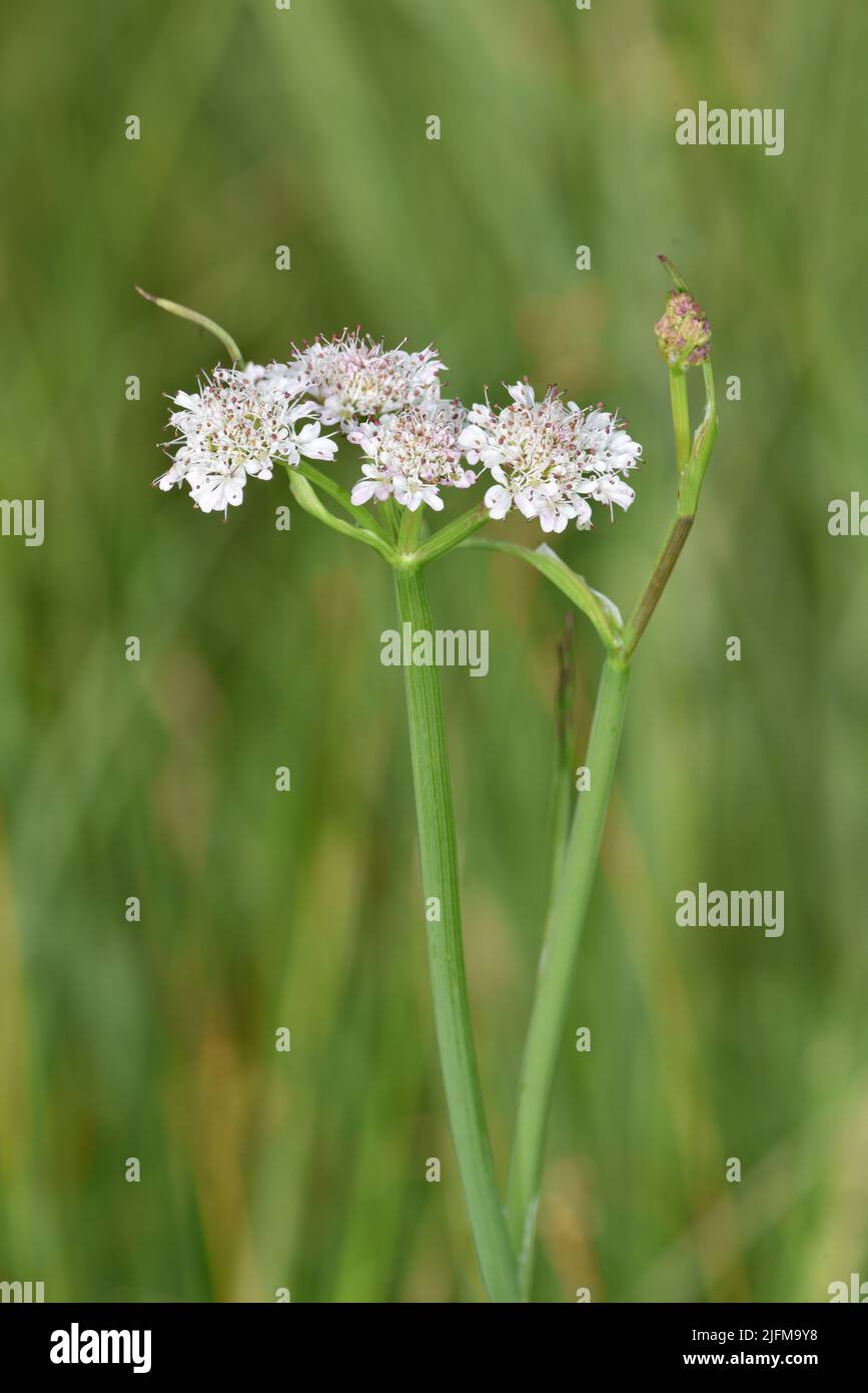 Tubular Water-dropwort - Oenanthe fistulosa Stock Photo - Alamy