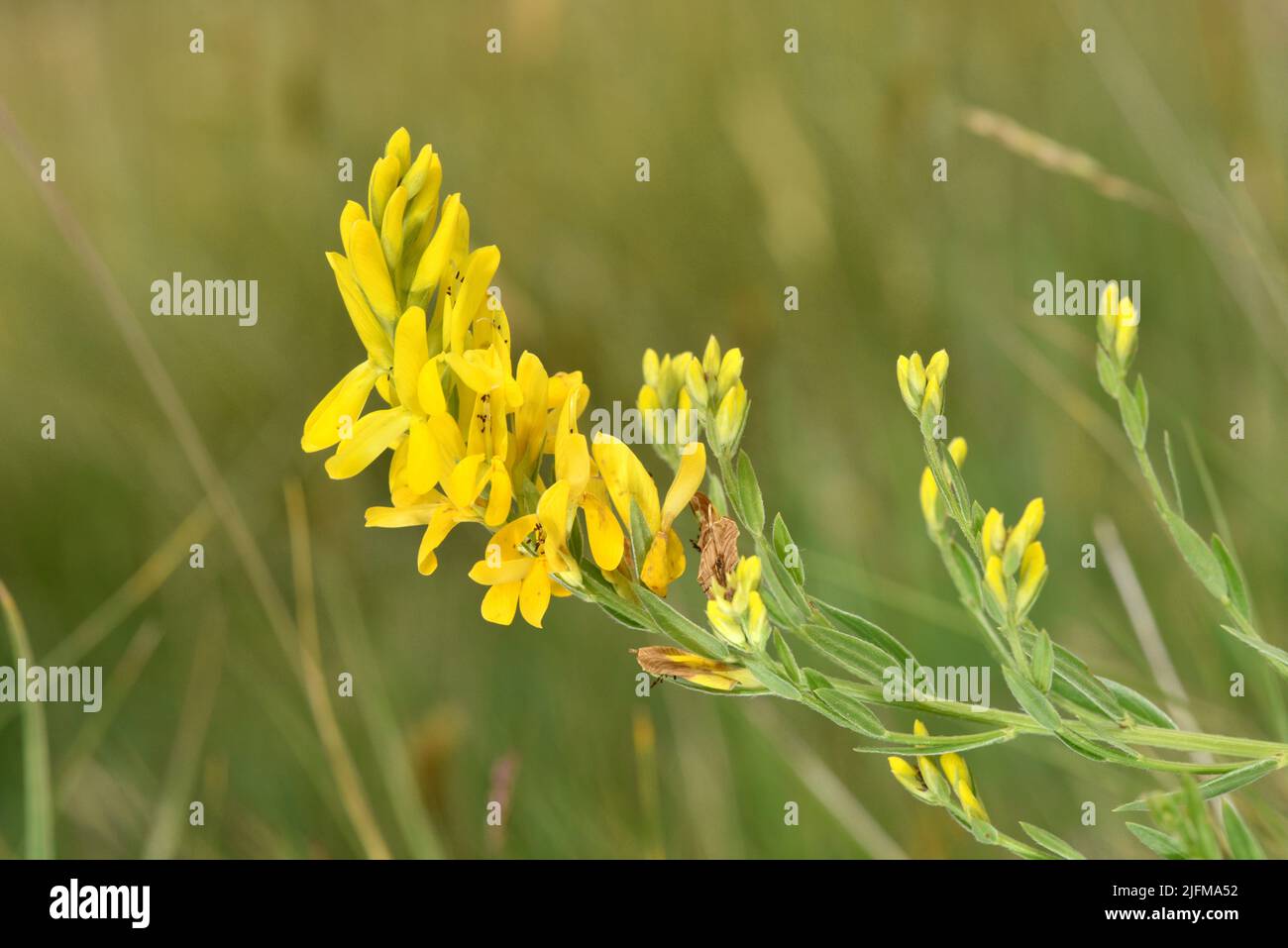 Dyer's Greenweed - Genista tinctoria Stock Photo - Alamy