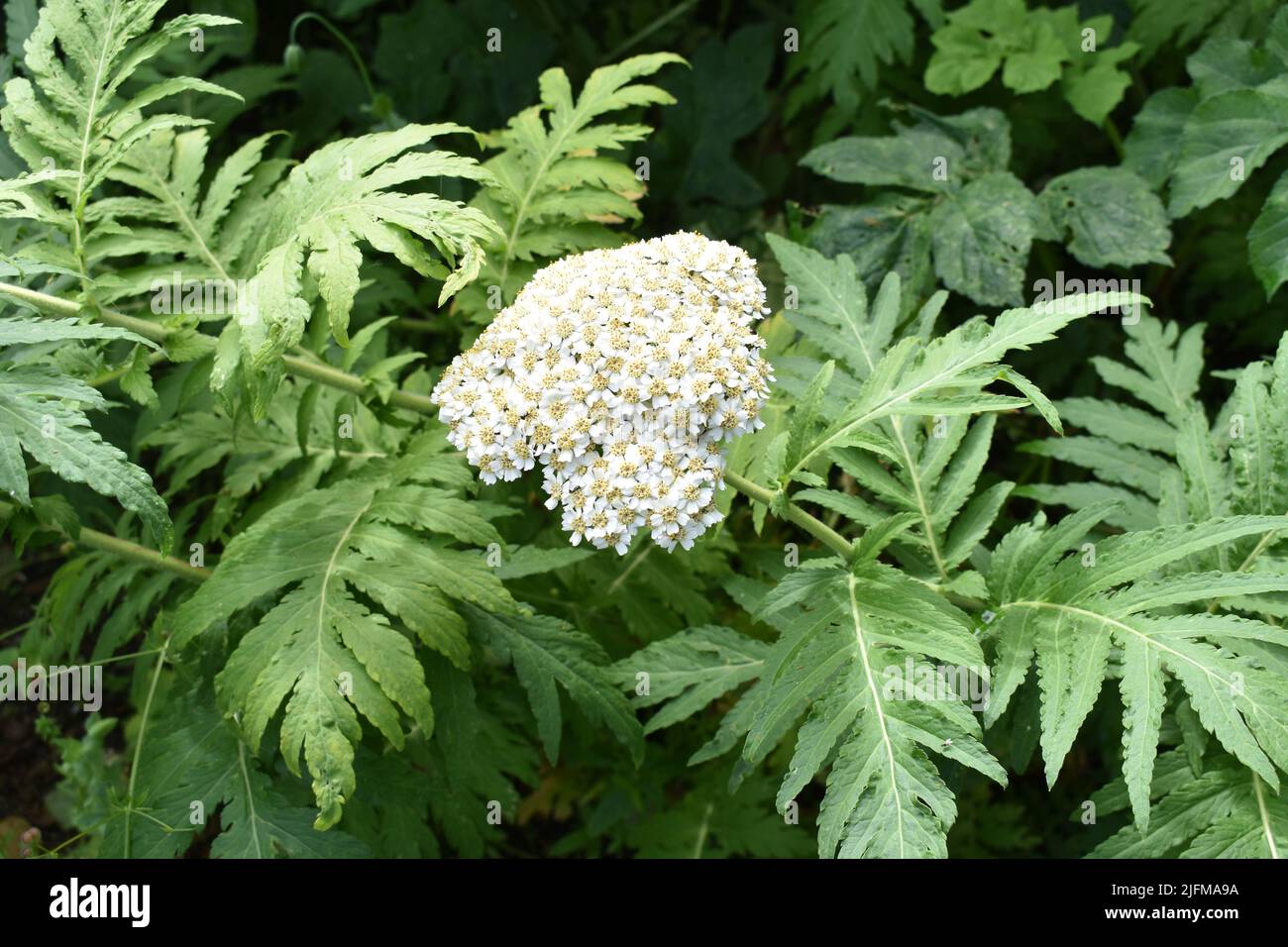 Achillea grandiflora hi-res stock photography and images - Alamy