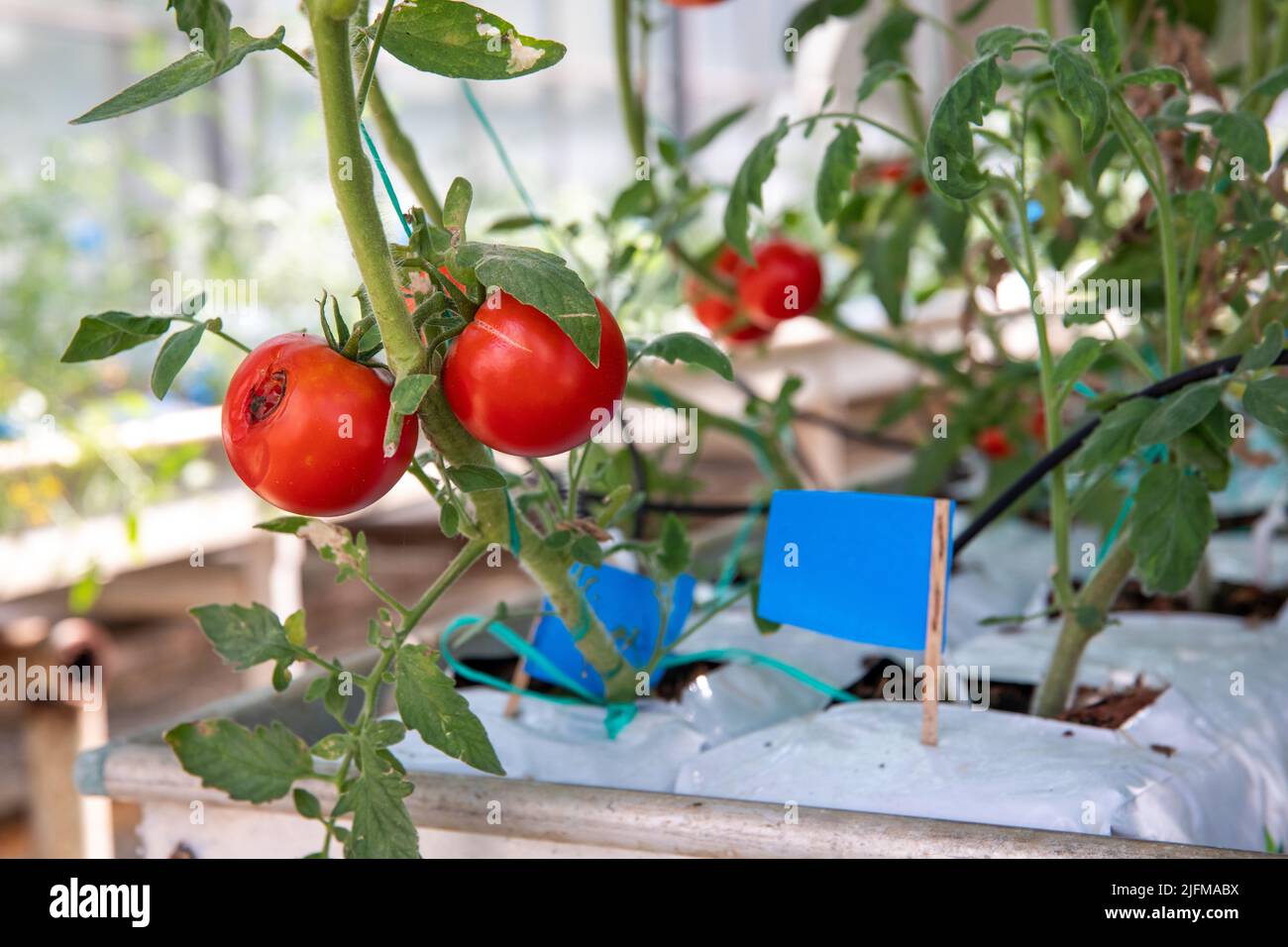 Rotten diseased tomatoes on the research and development greenhouse ...