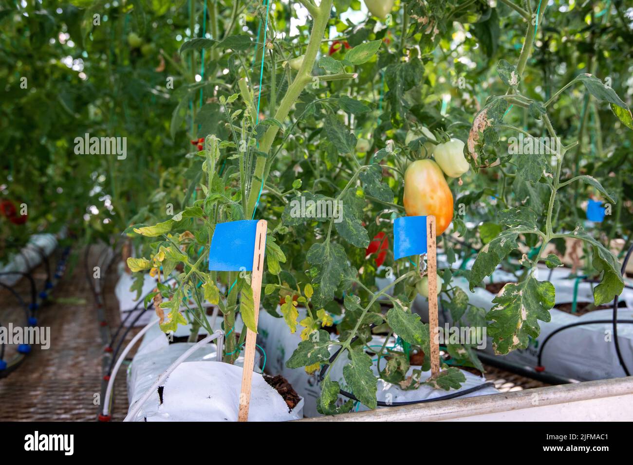 Tomatoes on the research and development greenhouse. Genetically ...