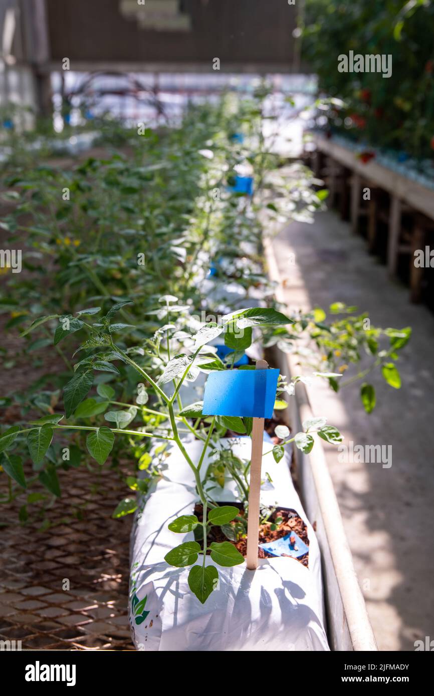 Tomatoes on the research and development greenhouse. Genetically ...
