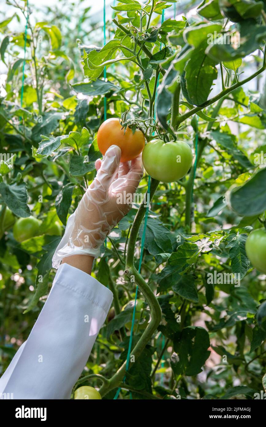 Scientist examines and working on tomatoes on the research and ...