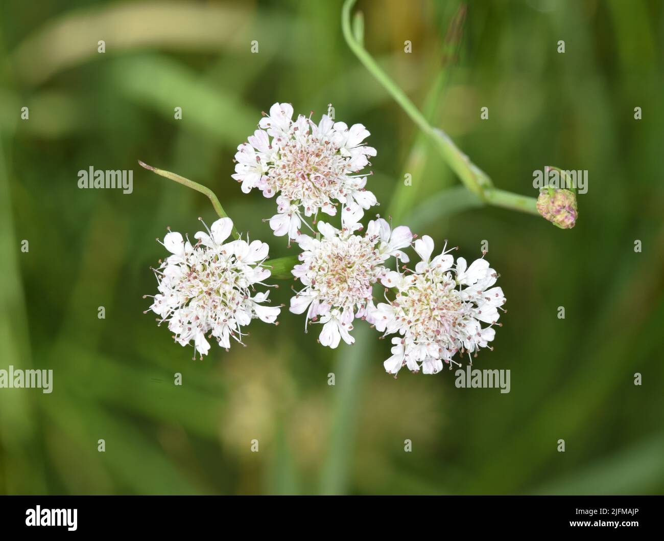 Tubular Water-dropwort - Oenanthe fistulosa Stock Photo - Alamy