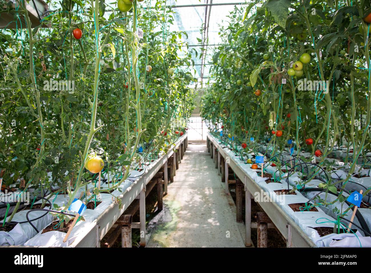 Tomatoes on the research and development greenhouse. Genetically ...