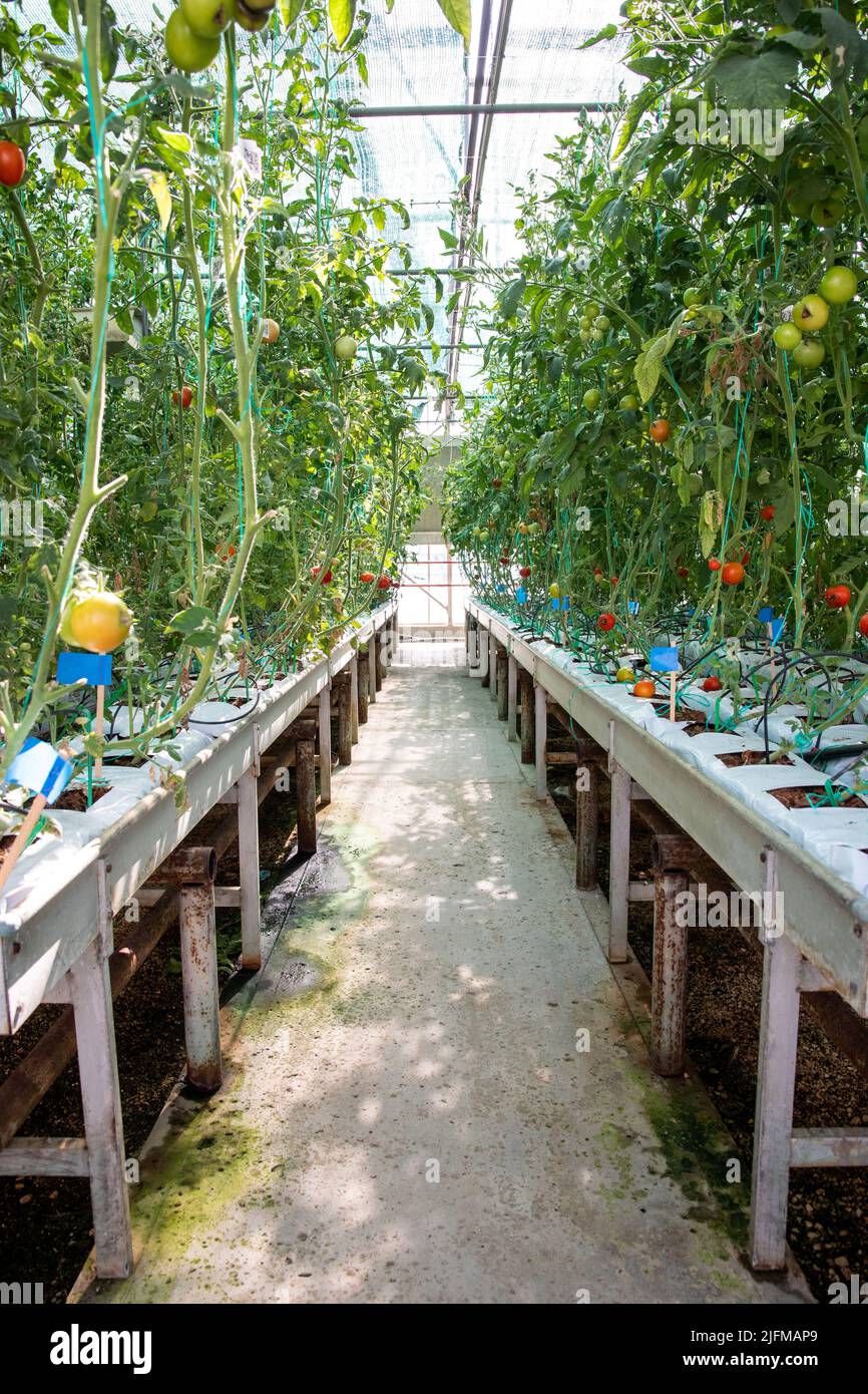 Tomatoes on the research and development greenhouse. Genetically ...