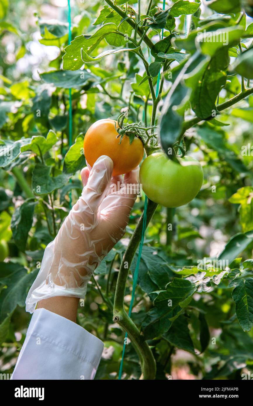 Scientist examines and working on tomatoes on the research and ...