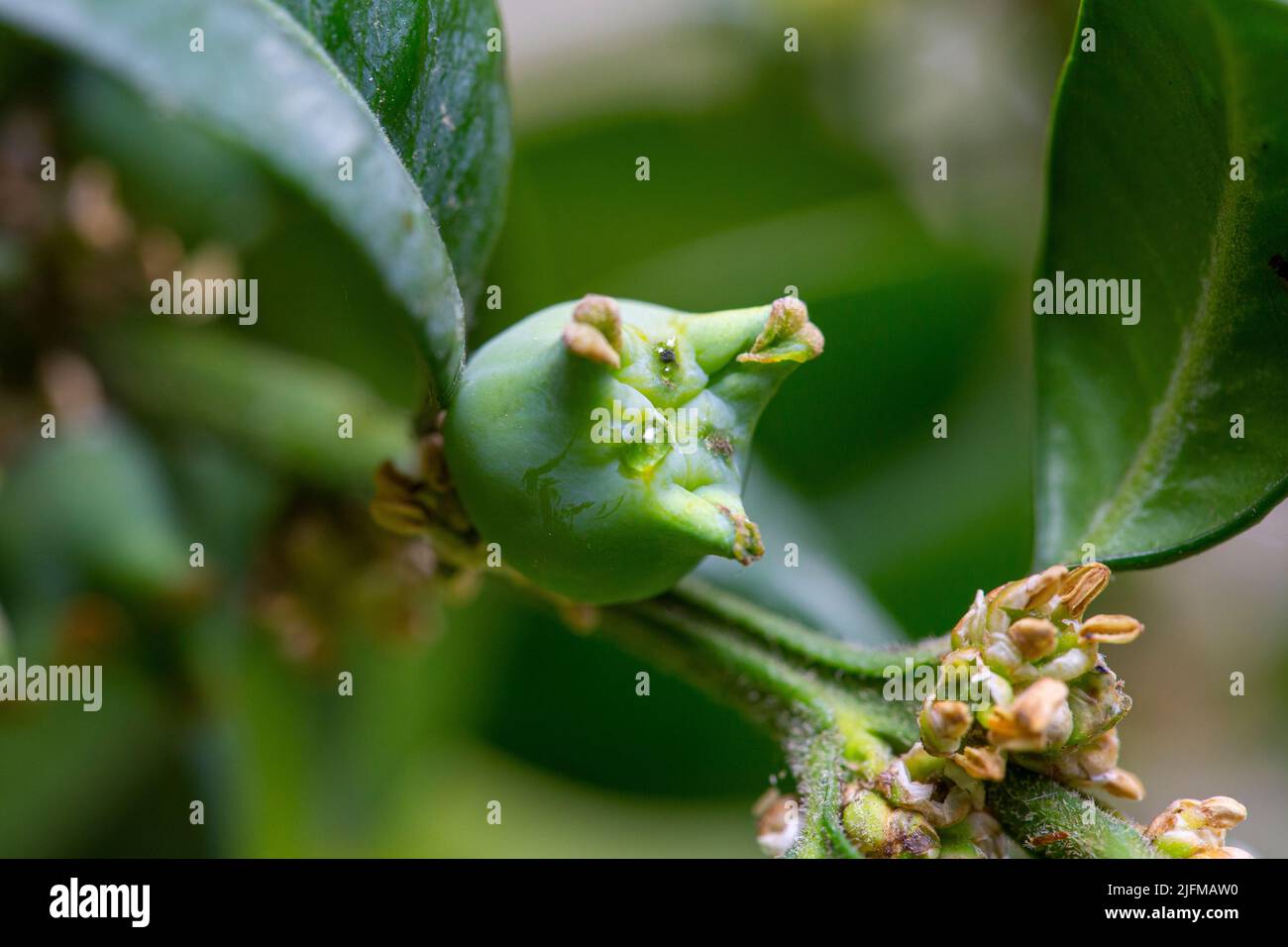 Buxus sempervirens fruit Stock Photo - Alamy
