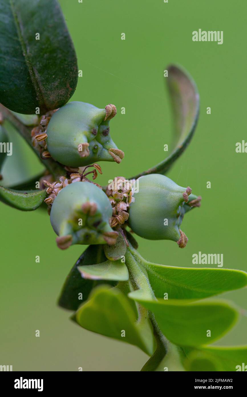 Buxus sempervirens fruit Stock Photo - Alamy