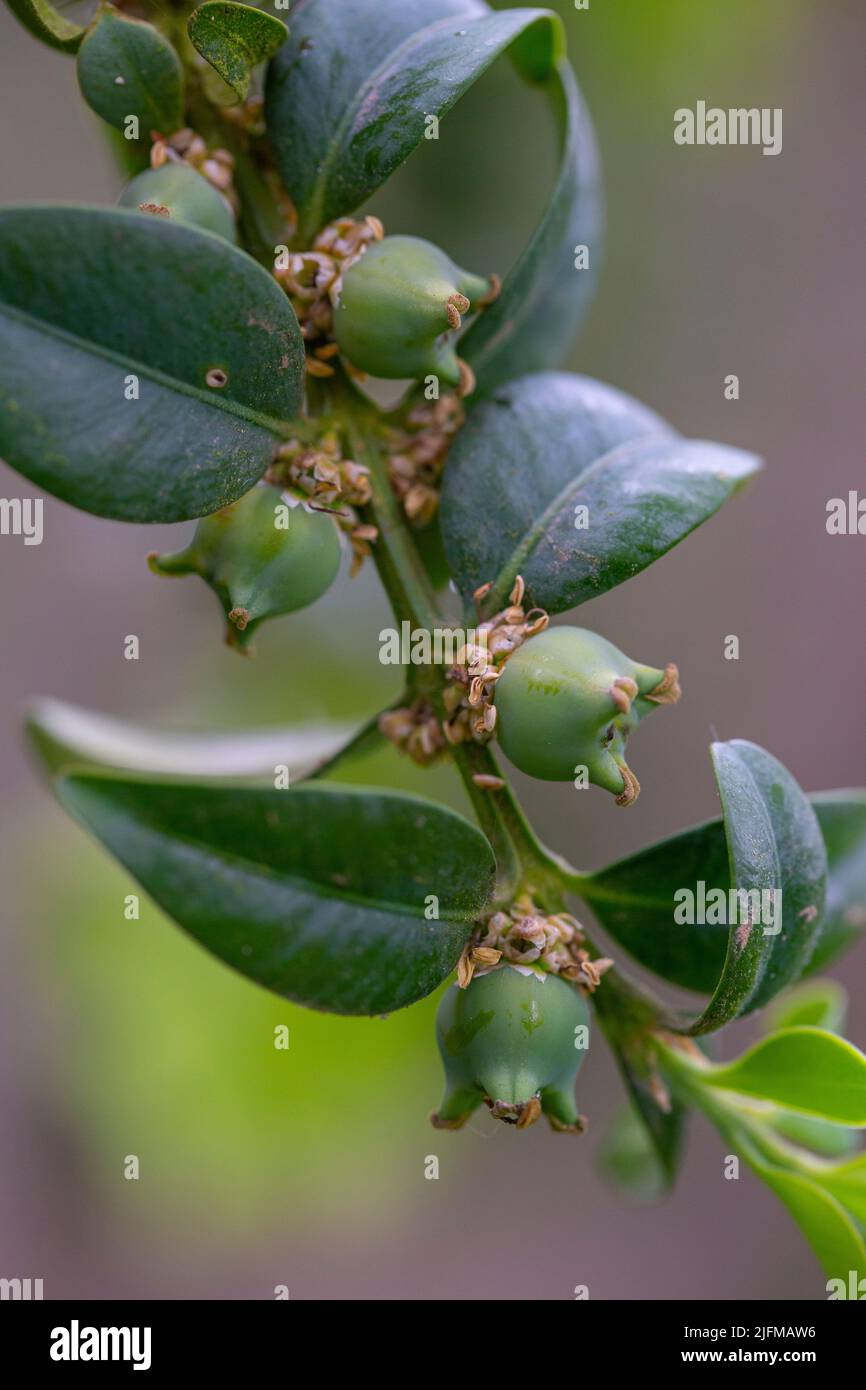 Buxus sempervirens fruit Stock Photo - Alamy