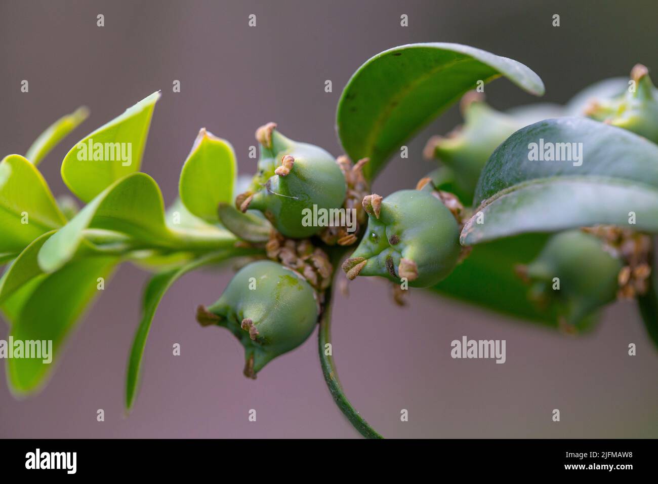Buxus sempervirens fruit Stock Photo - Alamy