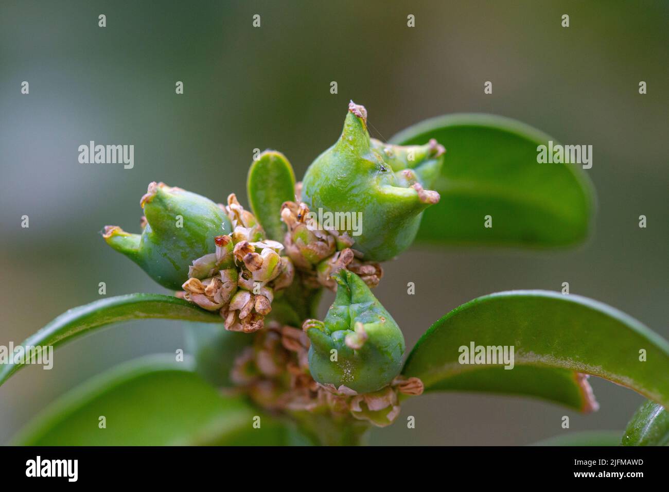 Buxus sempervirens fruit Stock Photo - Alamy