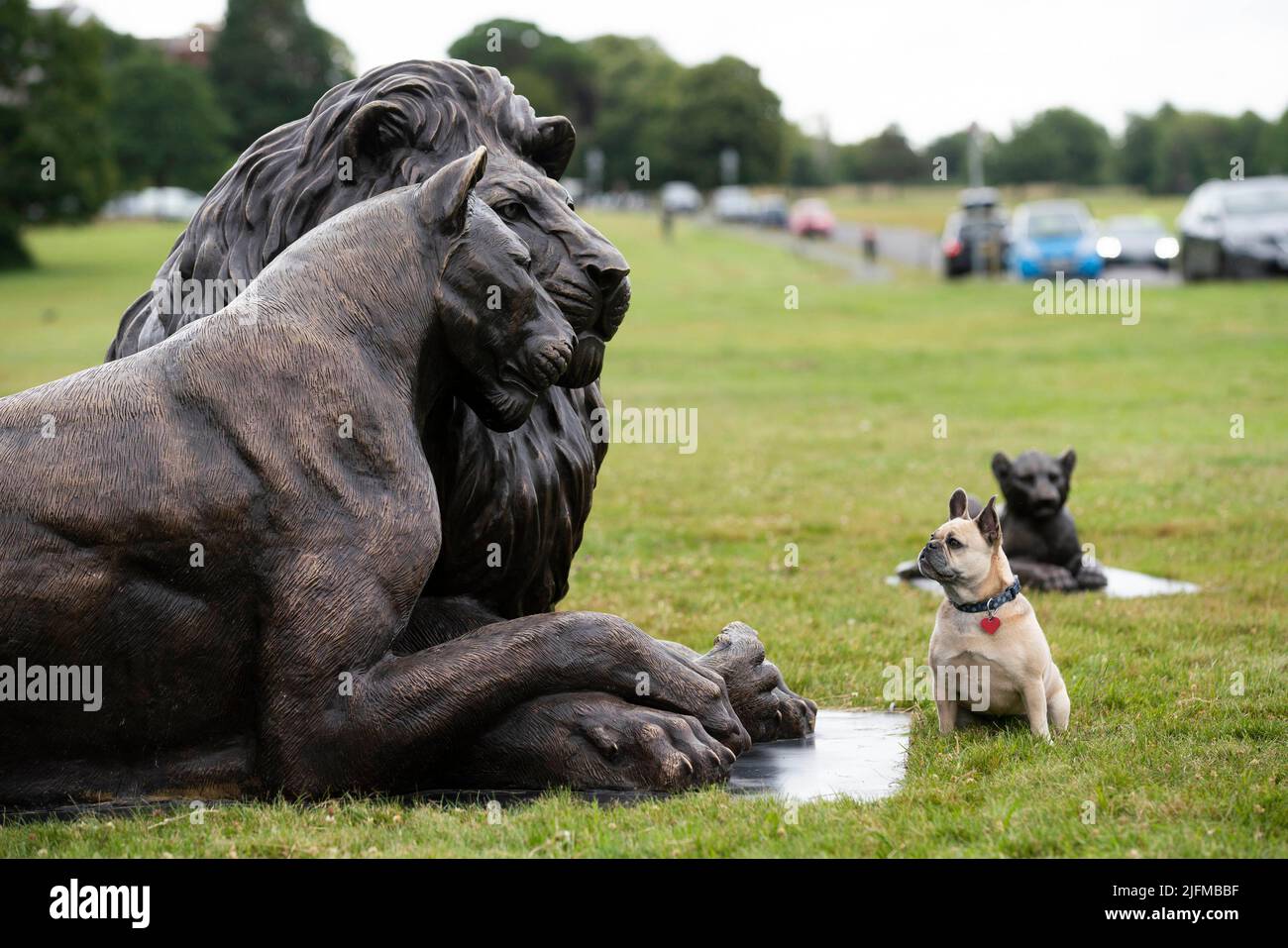 Bulldog french 4 july hi-res stock photography and images - Alamy