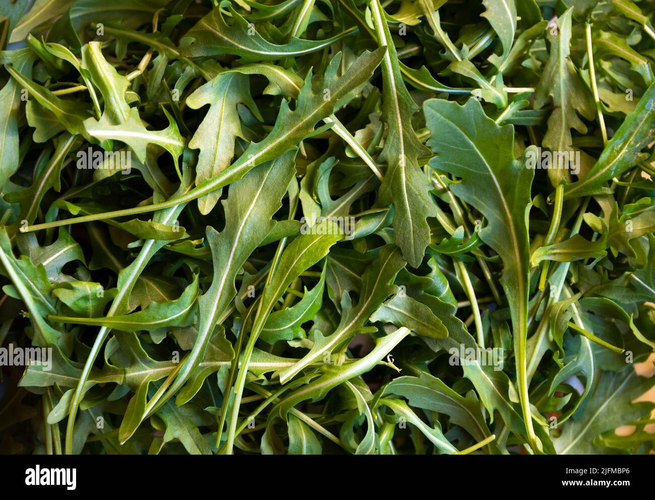 Fresh arugola leaves, delicious and healthy salad ingredient Stock ...