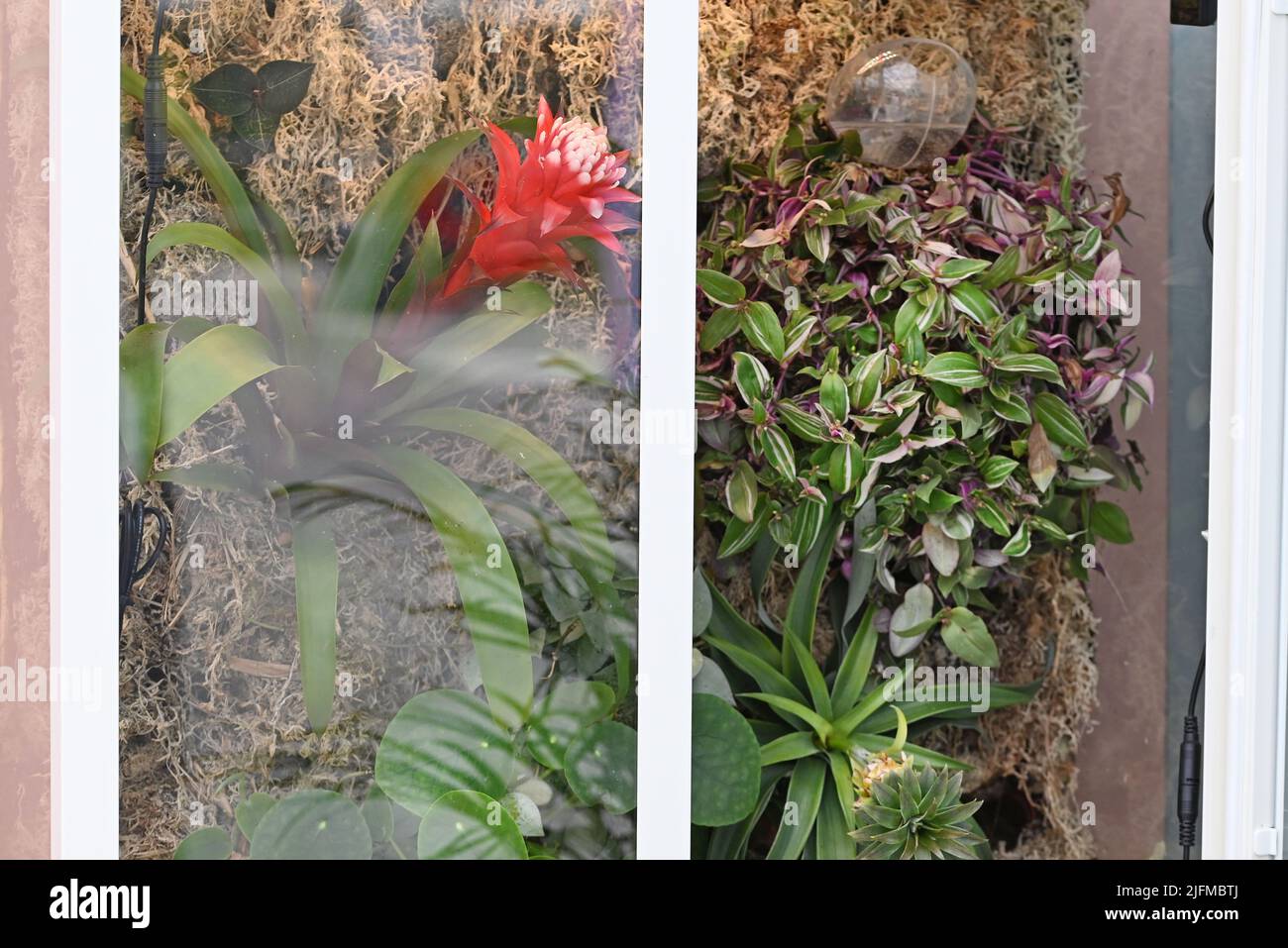 teratium of Bromelia, cactus, suculent , and moss Stock Photo - Alamy