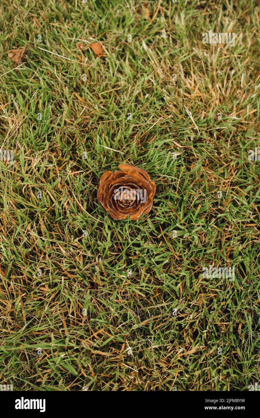 Deodar cedar rose cone on green grass Stock Photo - Alamy