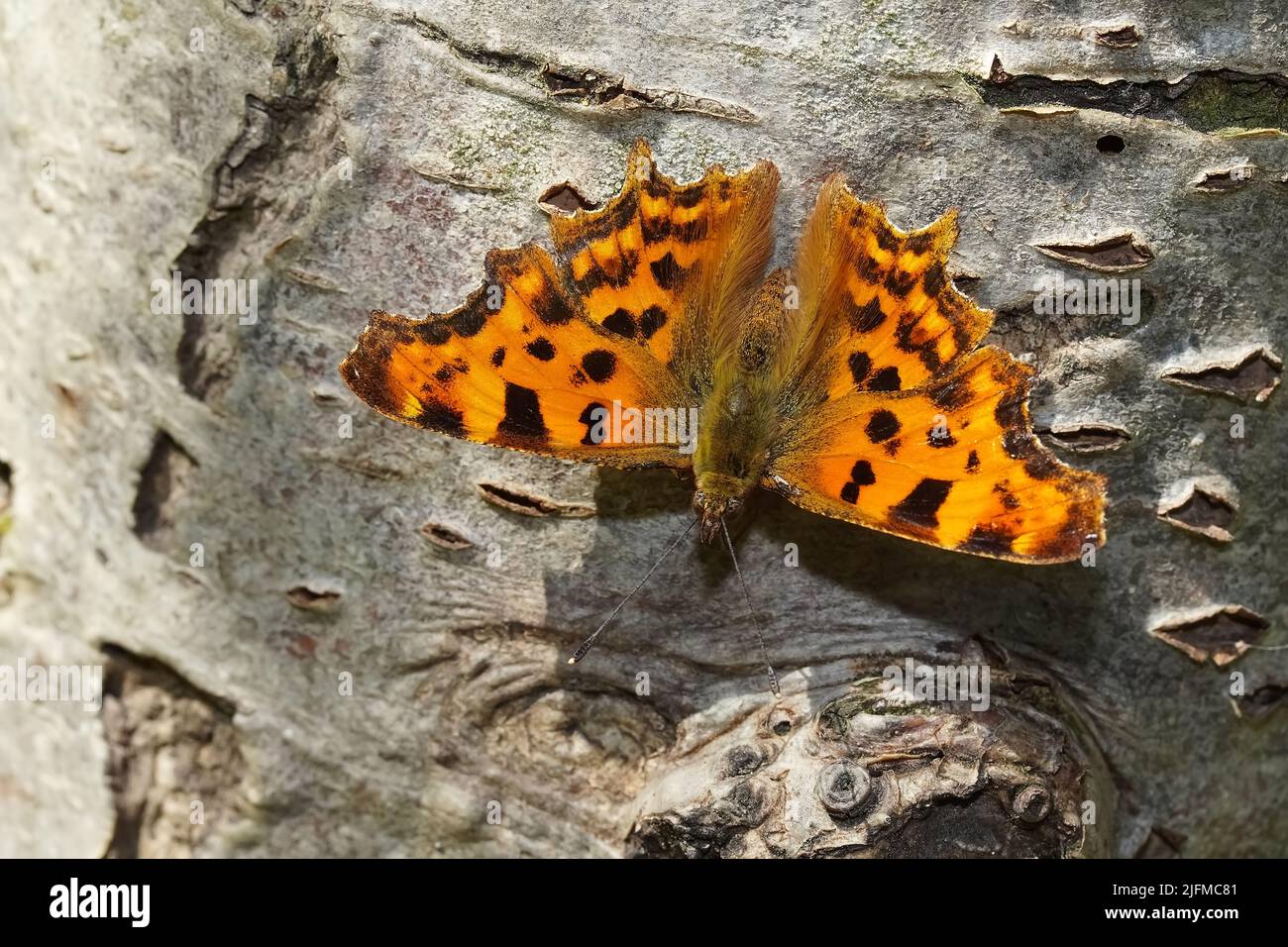 Der C-Falter (Polygonia c-album Stock Photo - Alamy