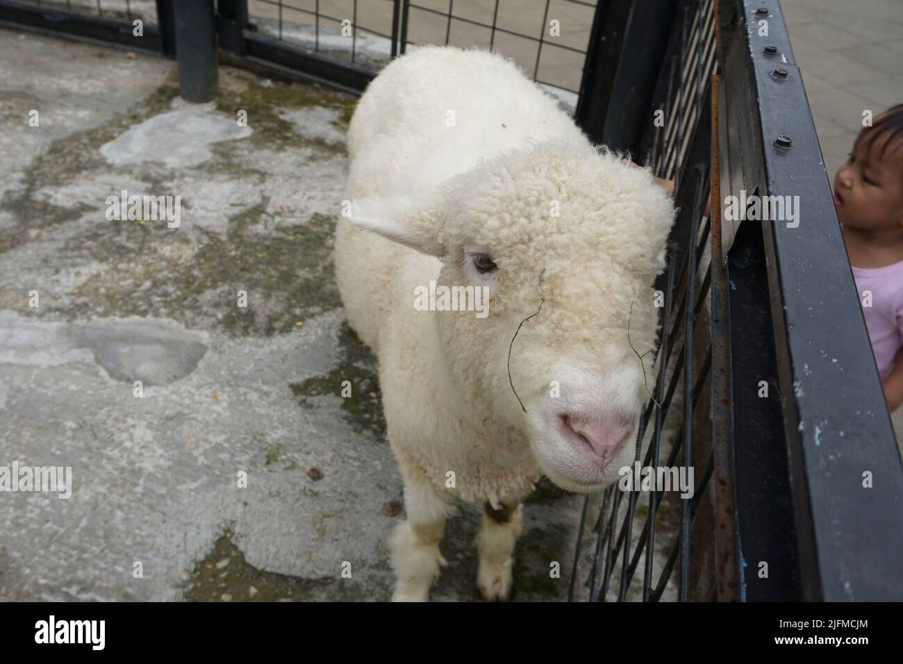 Close-up Face of a cute white lamb looking at you desperately on their ...
