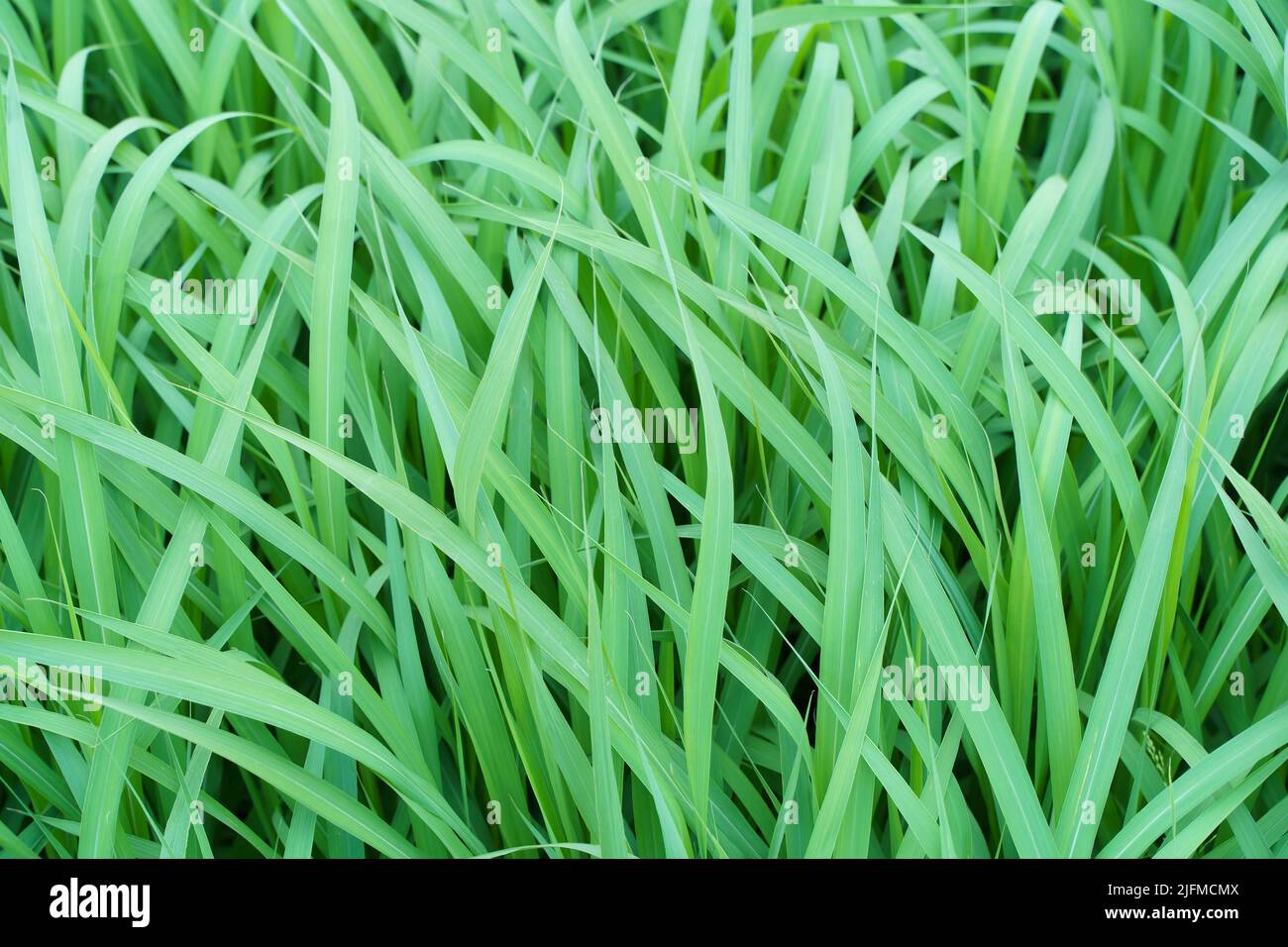 Long green grass background. Tall grass under the wind in a summer ...