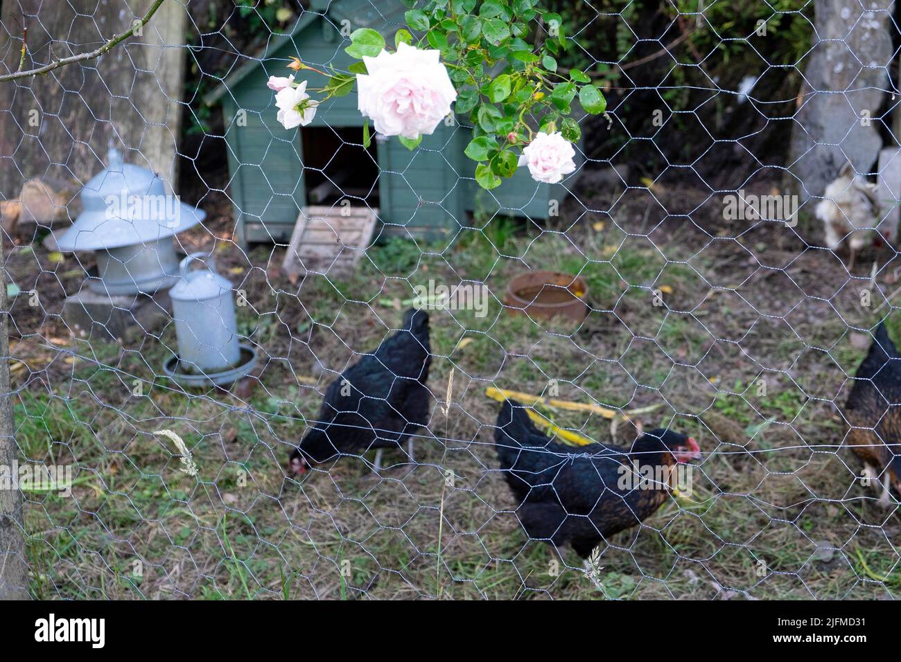 Black chickens and small hen house on rural smallholding with New Dawn ...